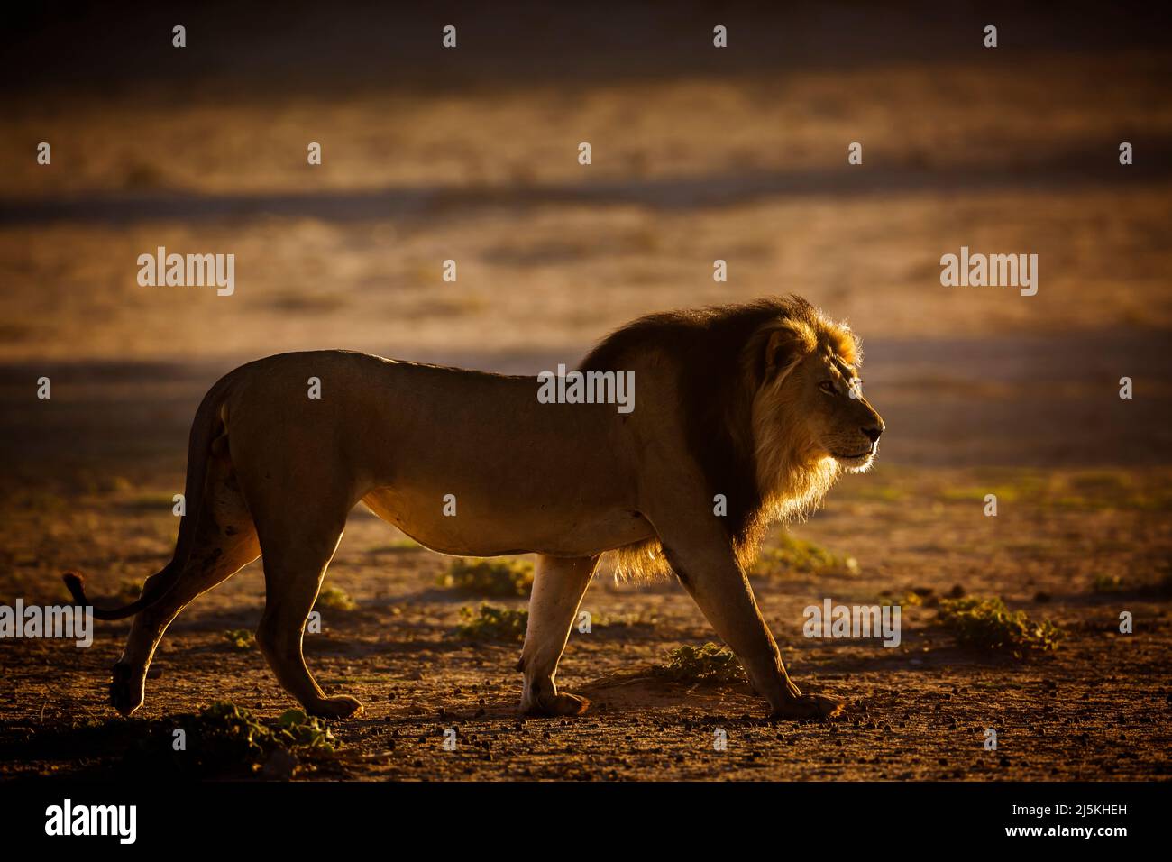 Majestic African lion male walking at dawn 'çin Kgalagadi transfrontier ...