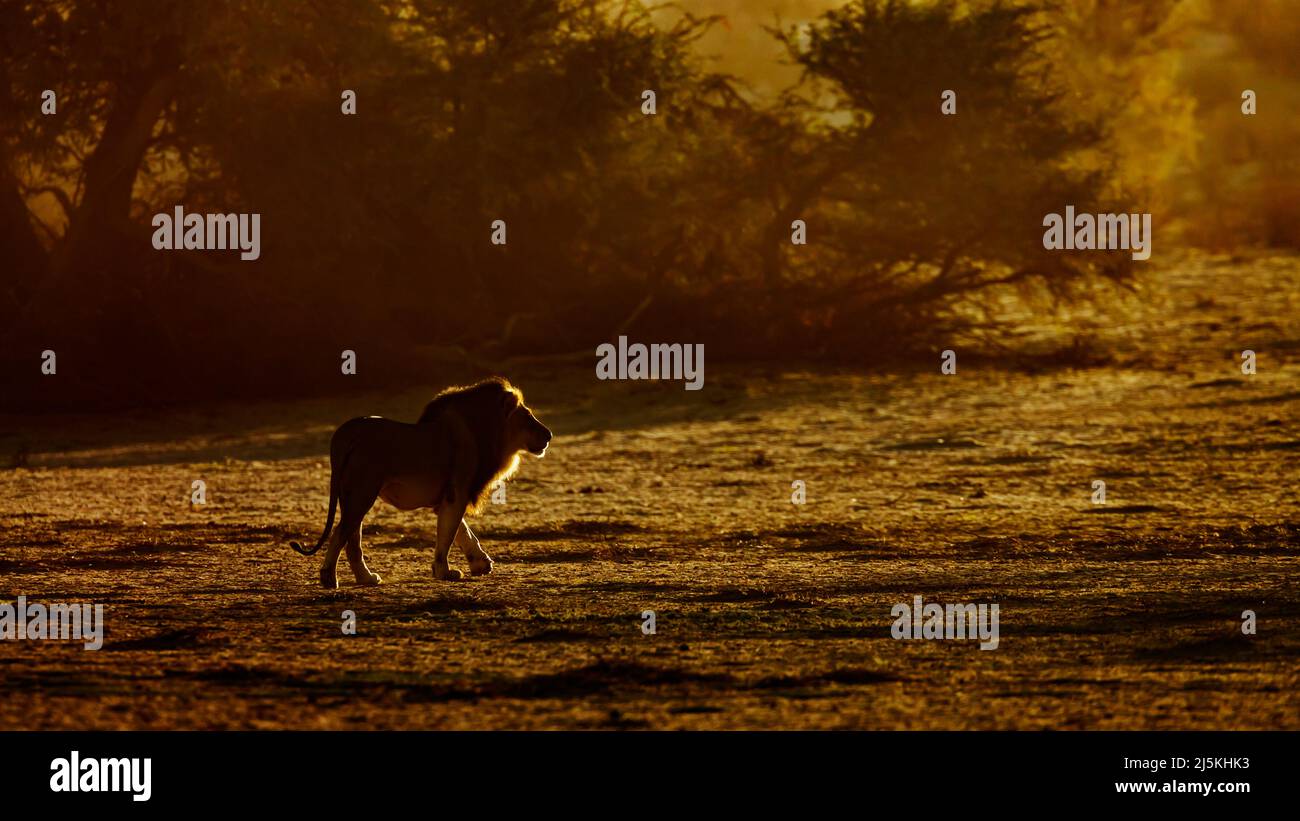 Majestic African lion male walking and roaring at dawn 'çin Kgalagadi ...