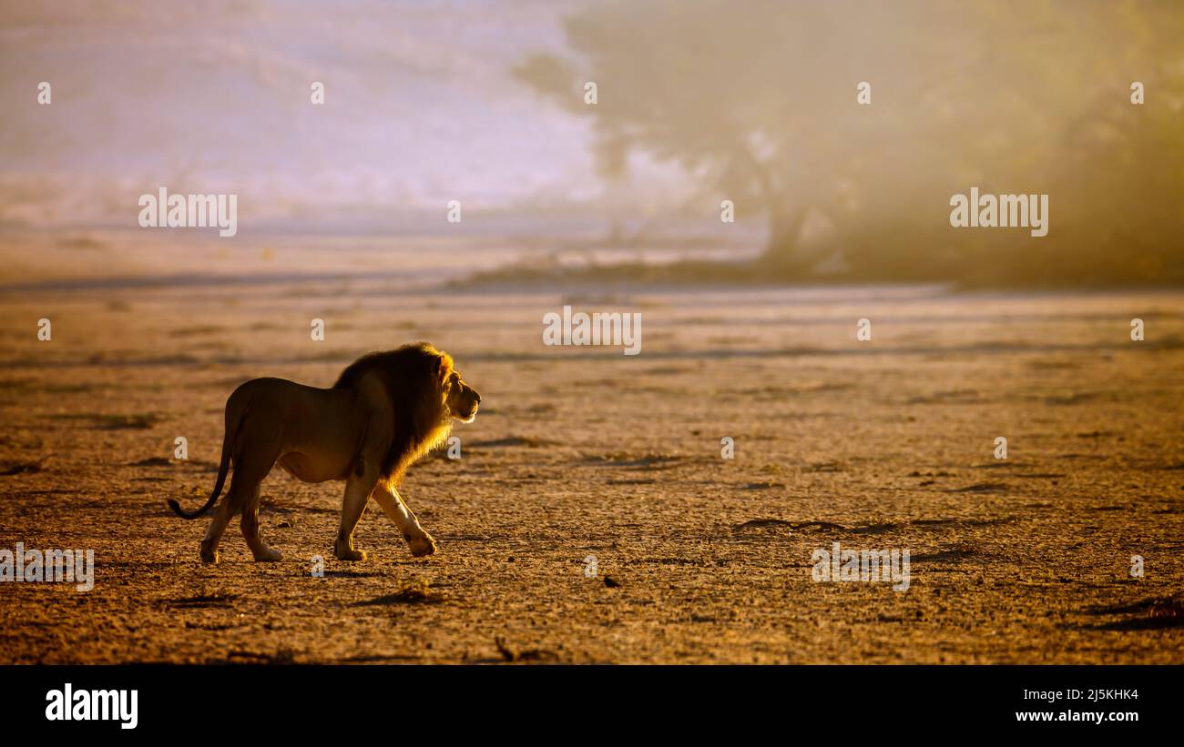 Majestic African lion male walking and roaring at dawn 'çin Kgalagadi ...