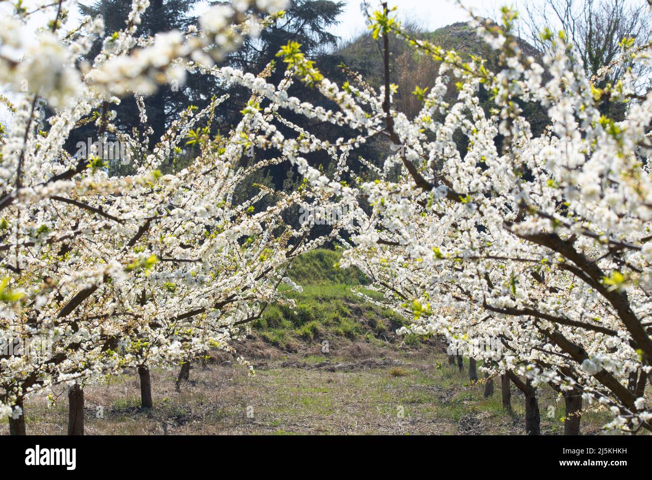 Pear trees in the garden hi-res stock photography and images - Alamy