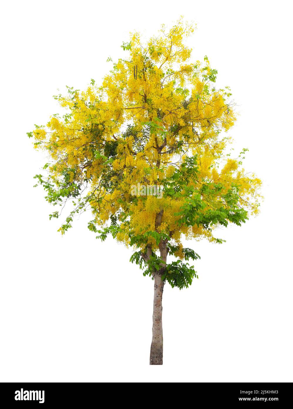 Cassia Fistula Png