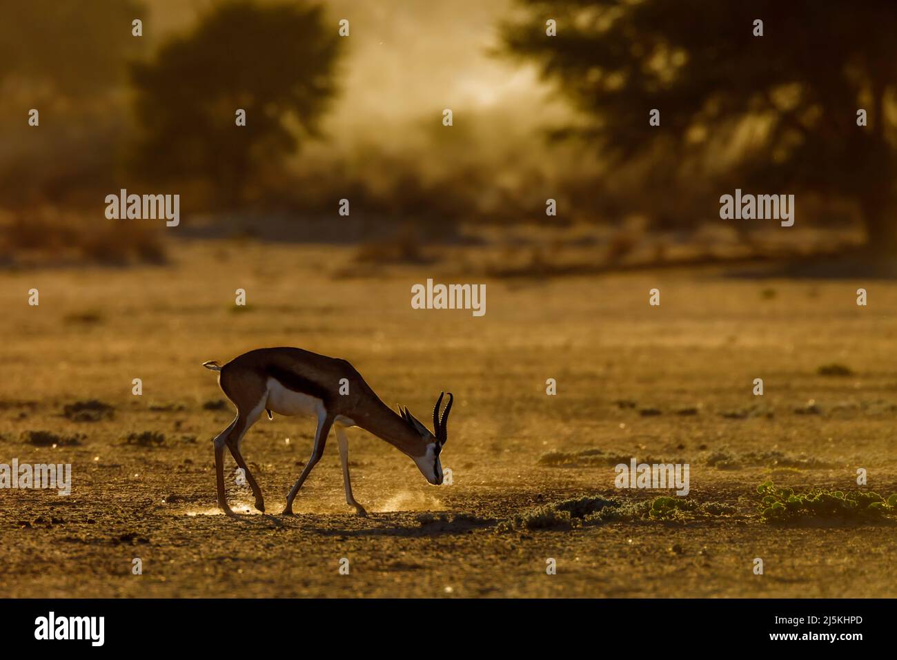 Springbok grazing at dawn in Kgalagari transfrontier park, South Africa ...