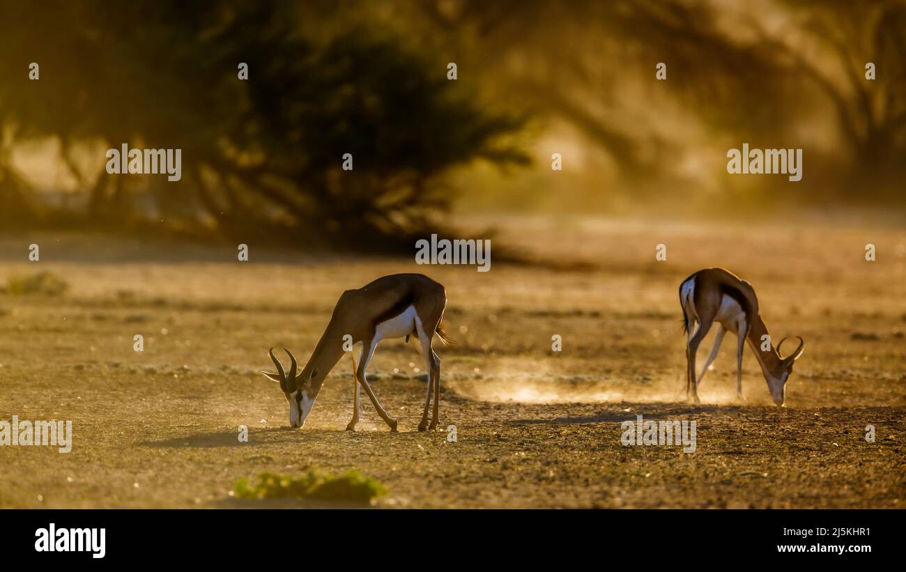 Springbok grazing at dawn in Kgalagari transfrontier park, South Africa ...