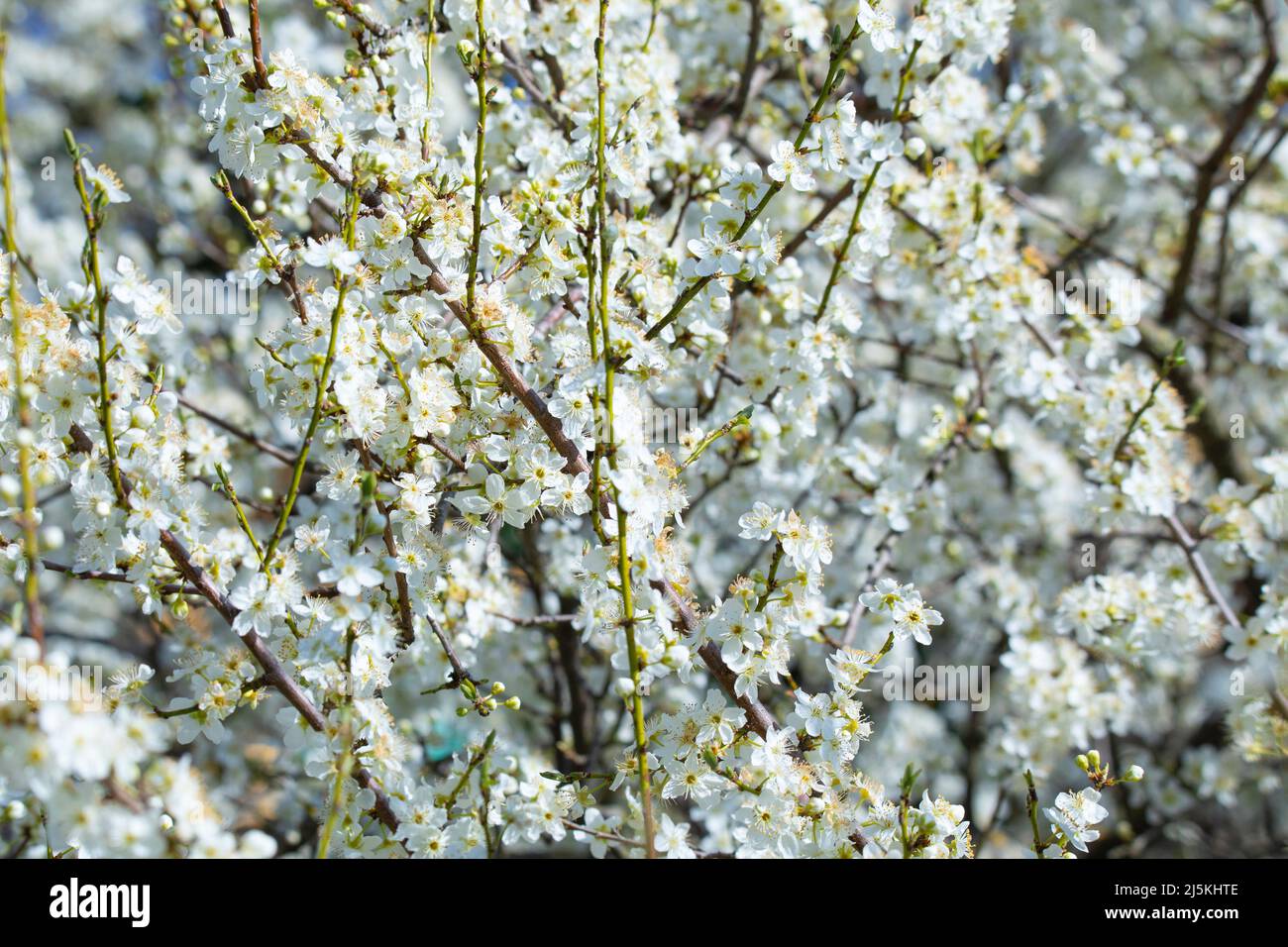branches of a blossoming spring pear tree on a blurred background Stock ...
