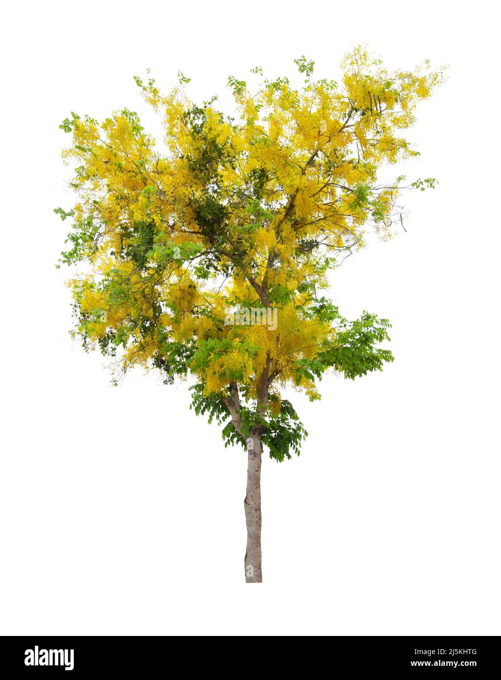 Cassia fistula tree or Golden shower National tree of Thailand and isolated on white background ...