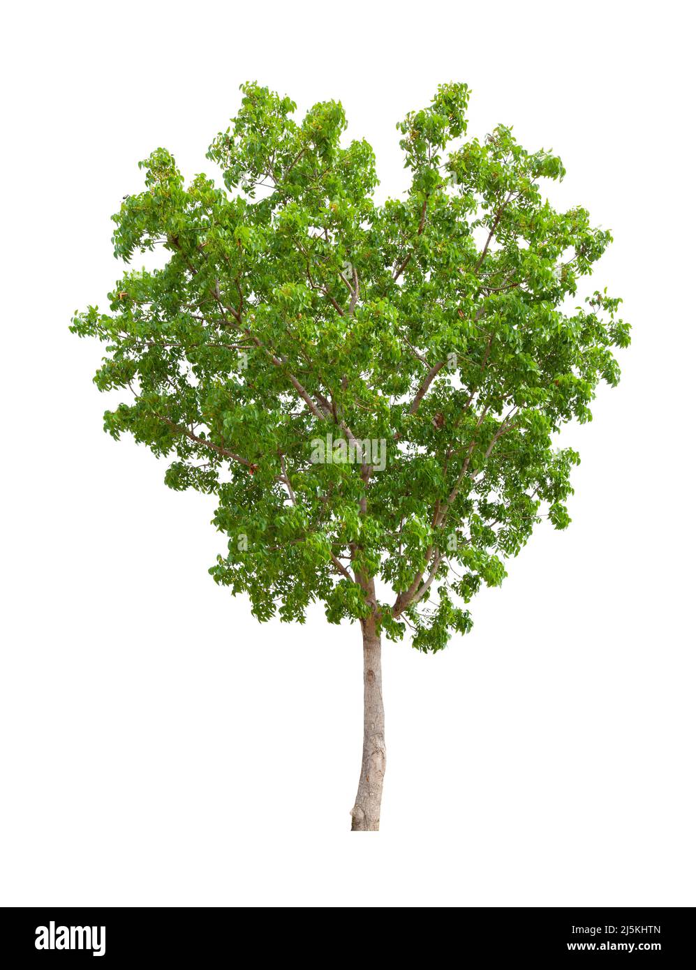 Single Tree isolated on white background, With Clipping path Stock ...