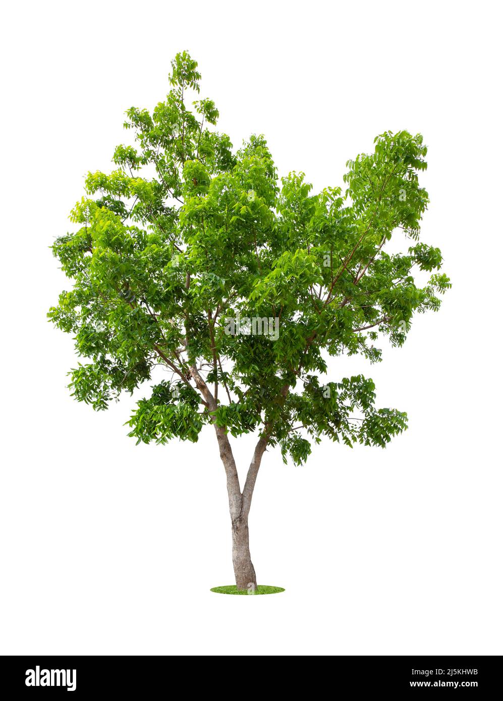 Single Tree isolated on white background, With Clipping path Stock ...