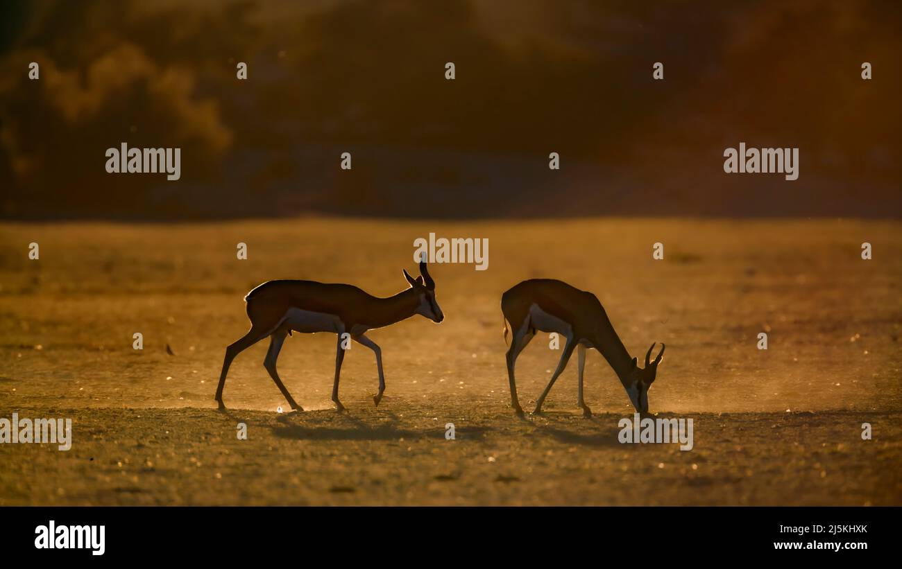 Two Springbok grazing at dawn in Kgalagari transfrontier park, South ...