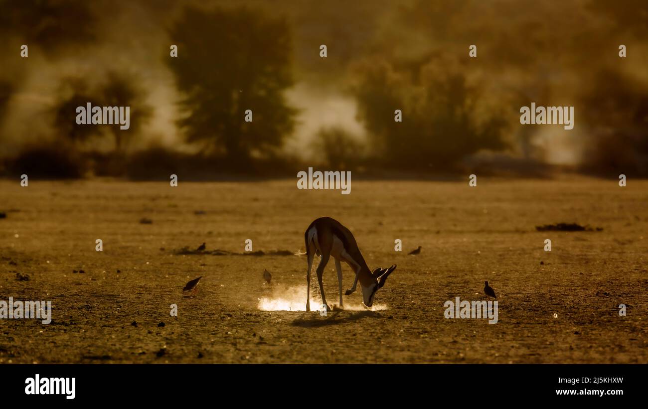 Springbok grazing at dawn in Kgalagari transfrontier park, South Africa ...