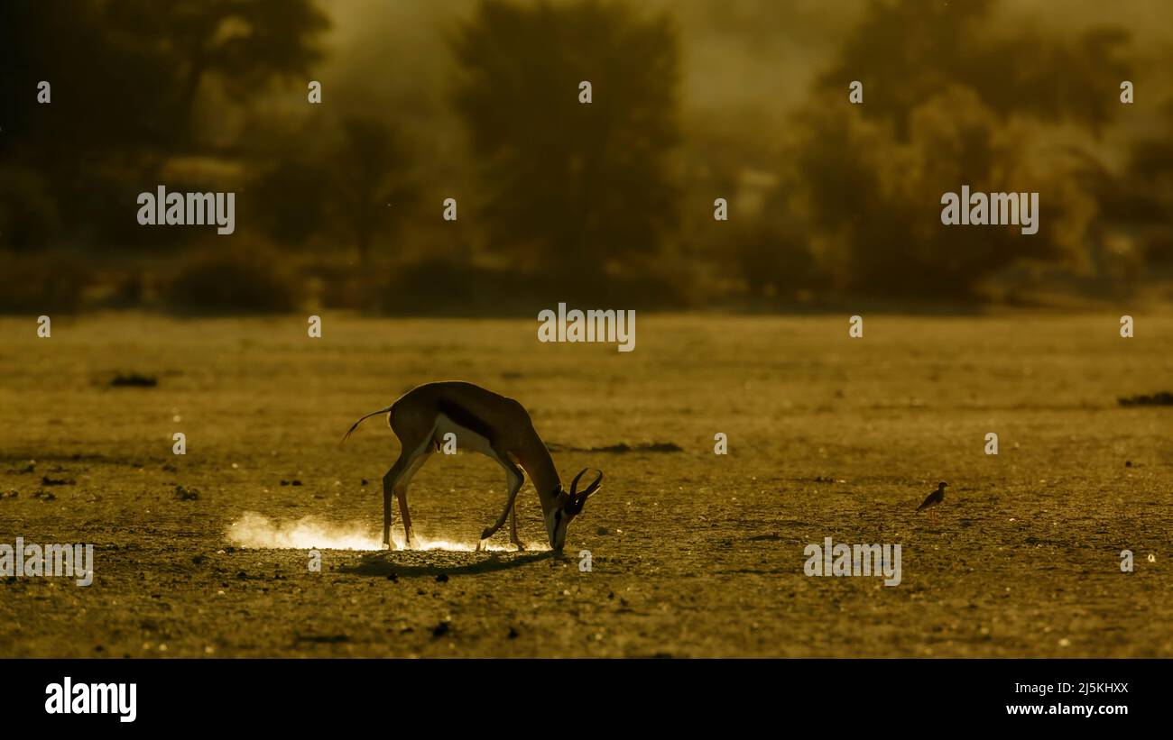 Springbok grazing at dawn in Kgalagari transfrontier park, South Africa ...