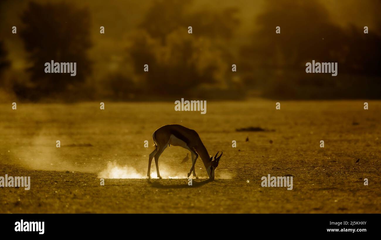 Springbok grazing at dawn in Kgalagari transfrontier park, South Africa ...