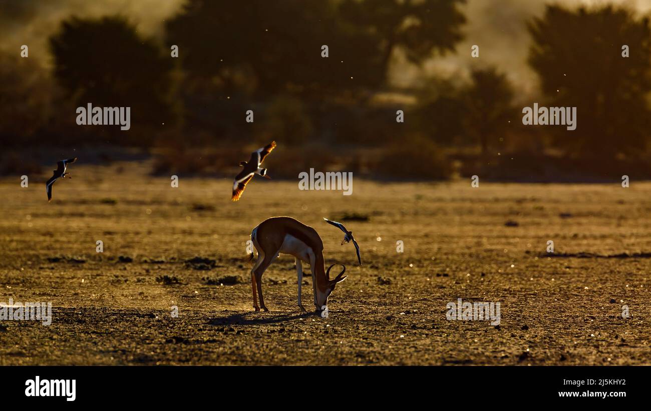Springbok and flying birds at dawn in Kgalagari transfrontier park ...