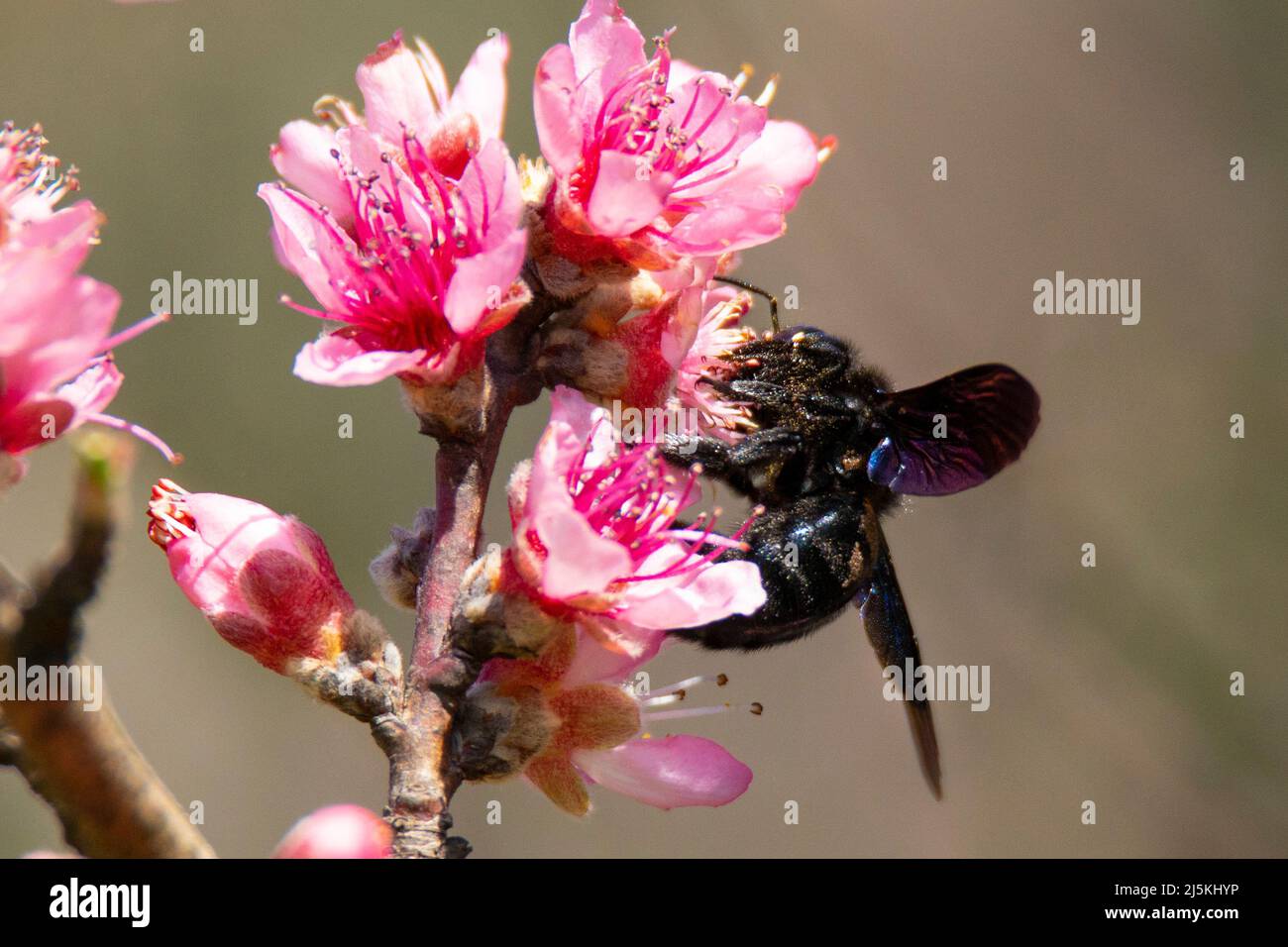 violet carpenter bee, Xylocopa violacea , on peach blossoms in spring ...