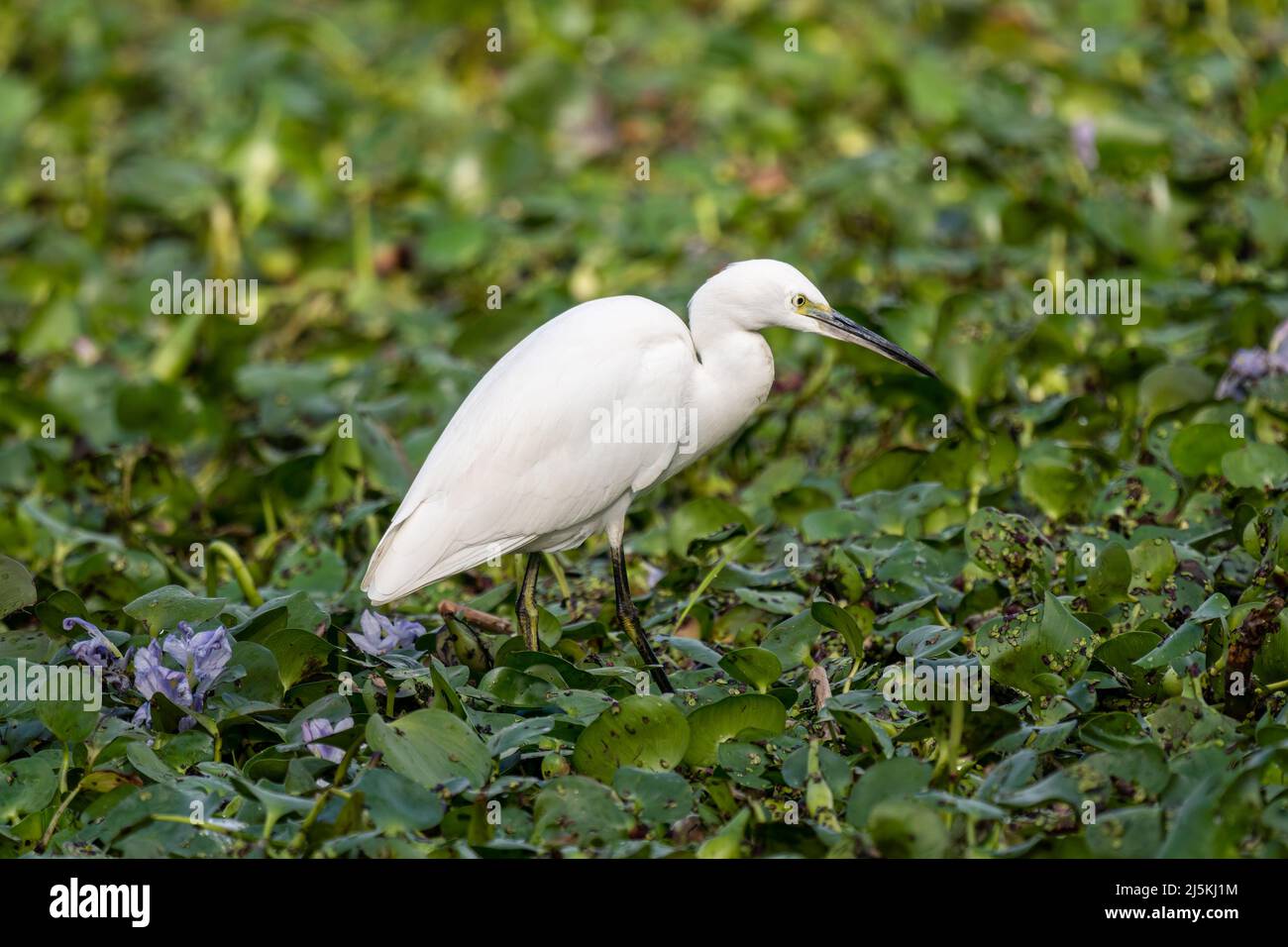 Close-up of a standing little egret during spring time on sunny day ...