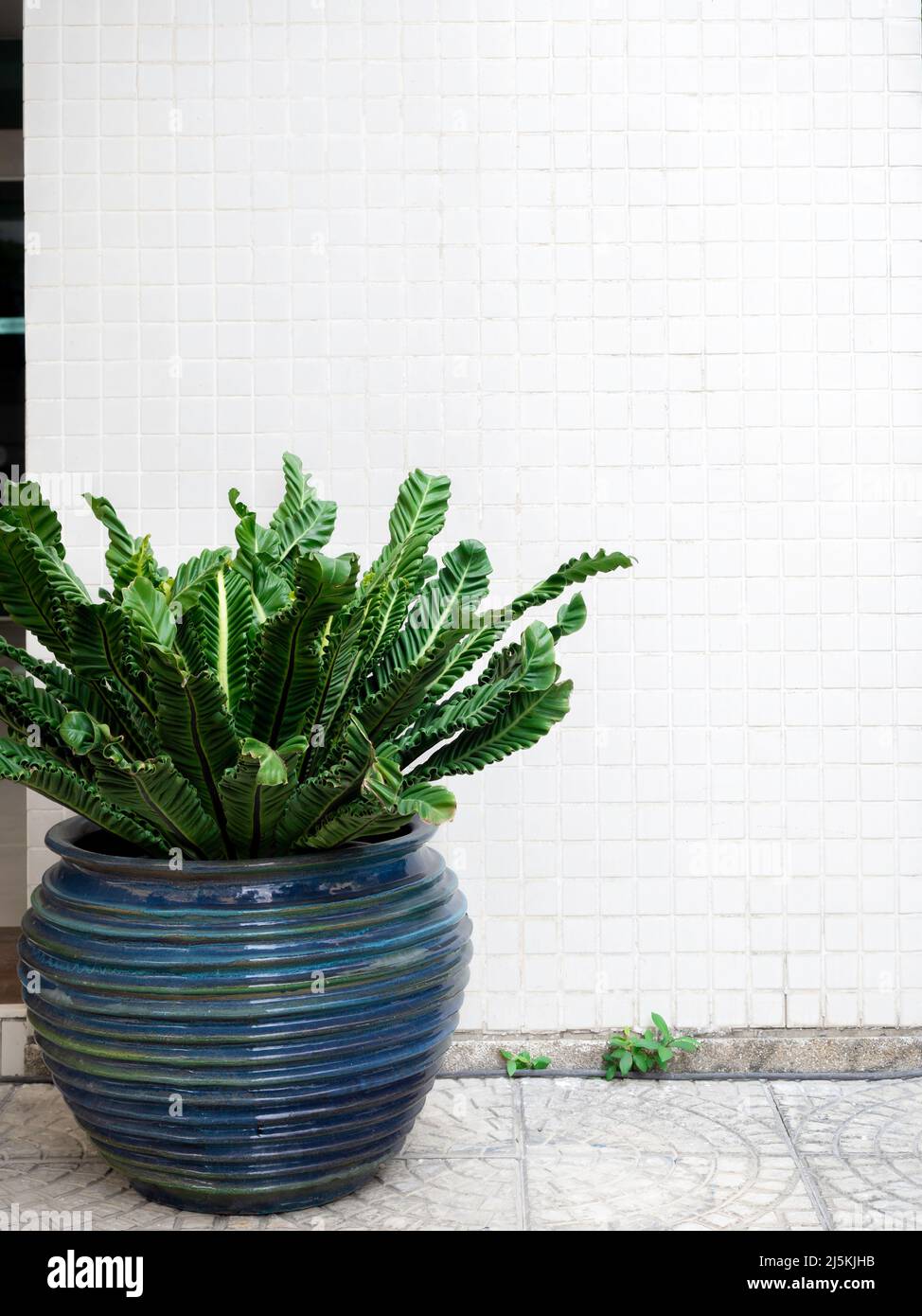 The green leaves in big blue ceramic, earthenware plant pot on stone ...