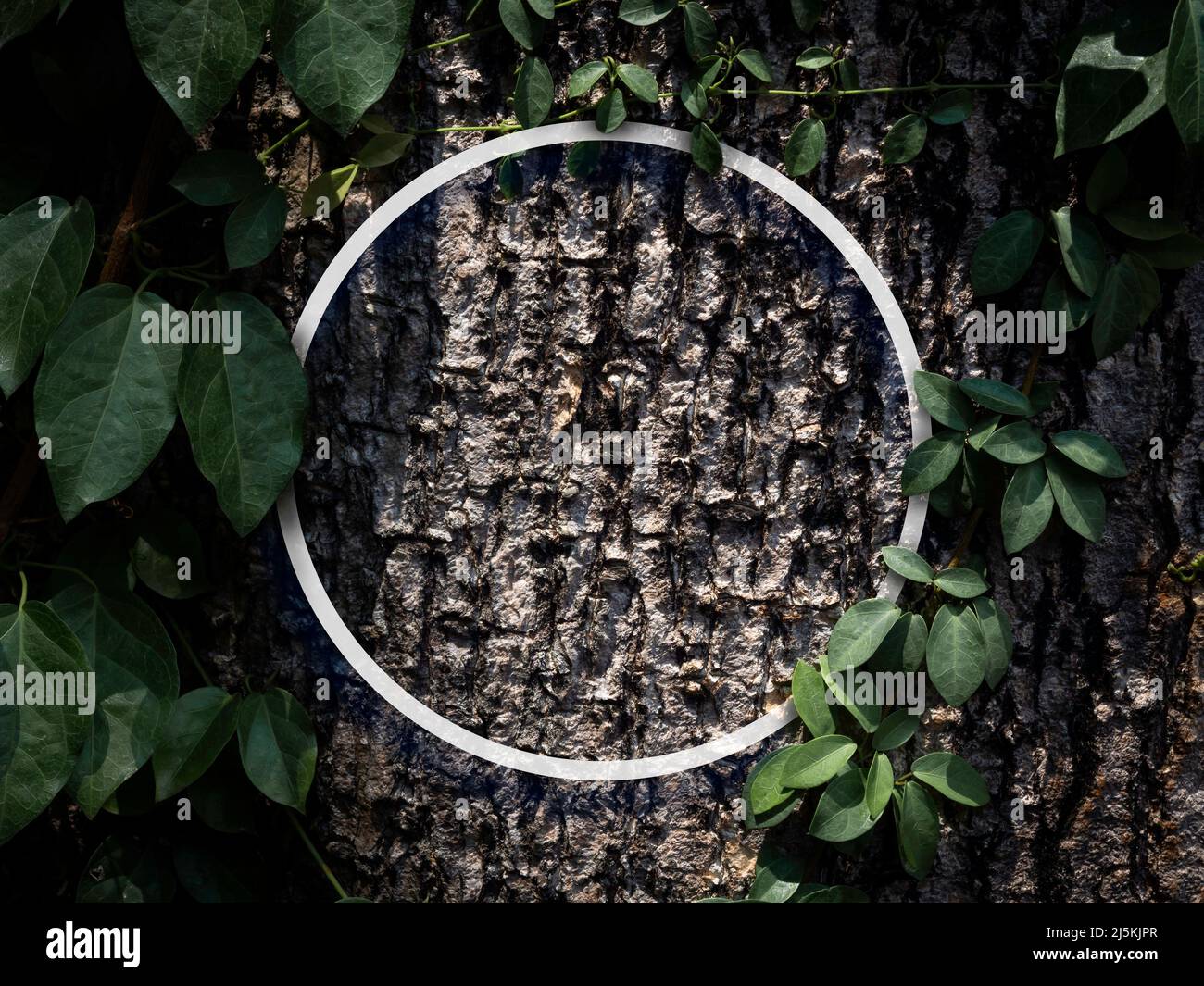 A minimalist white line makes a decorative round border frame on a tree ...
