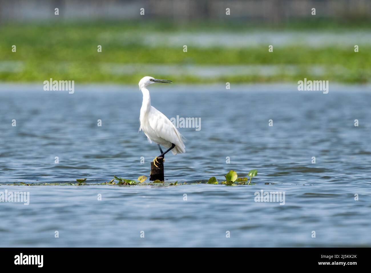 Beautiful little egret standing hi-res stock photography and images - Alamy