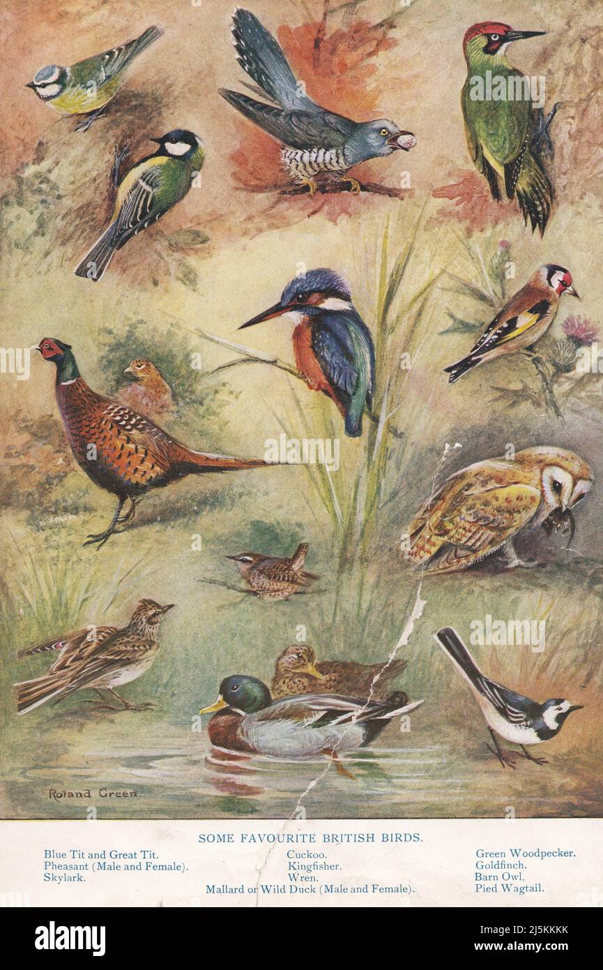 Vintage illustration of British Birds Stock Photo - Alamy