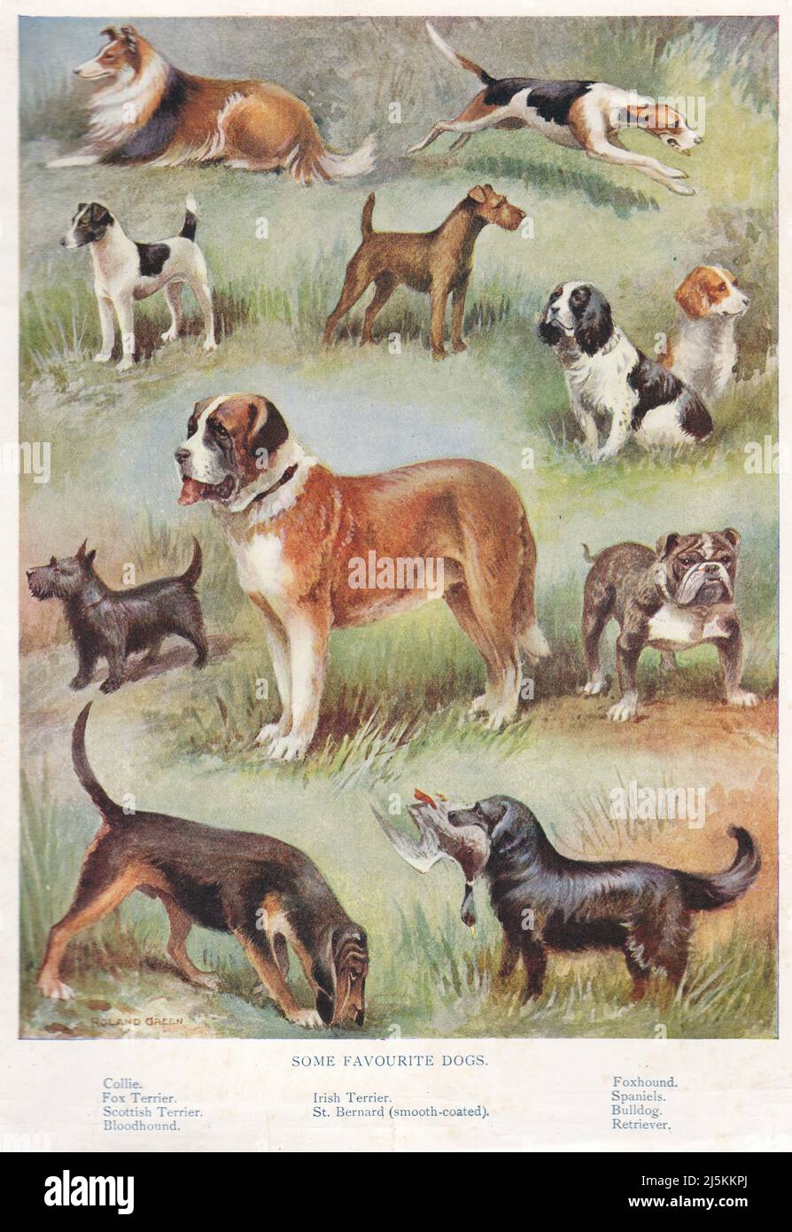 Vintage illustration of Dog Breeds Stock Photo - Alamy