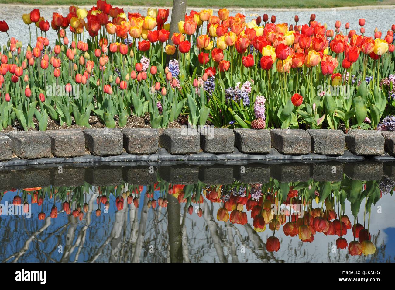 Colorful spring tulips reflected in pond Stock Photo - Alamy
