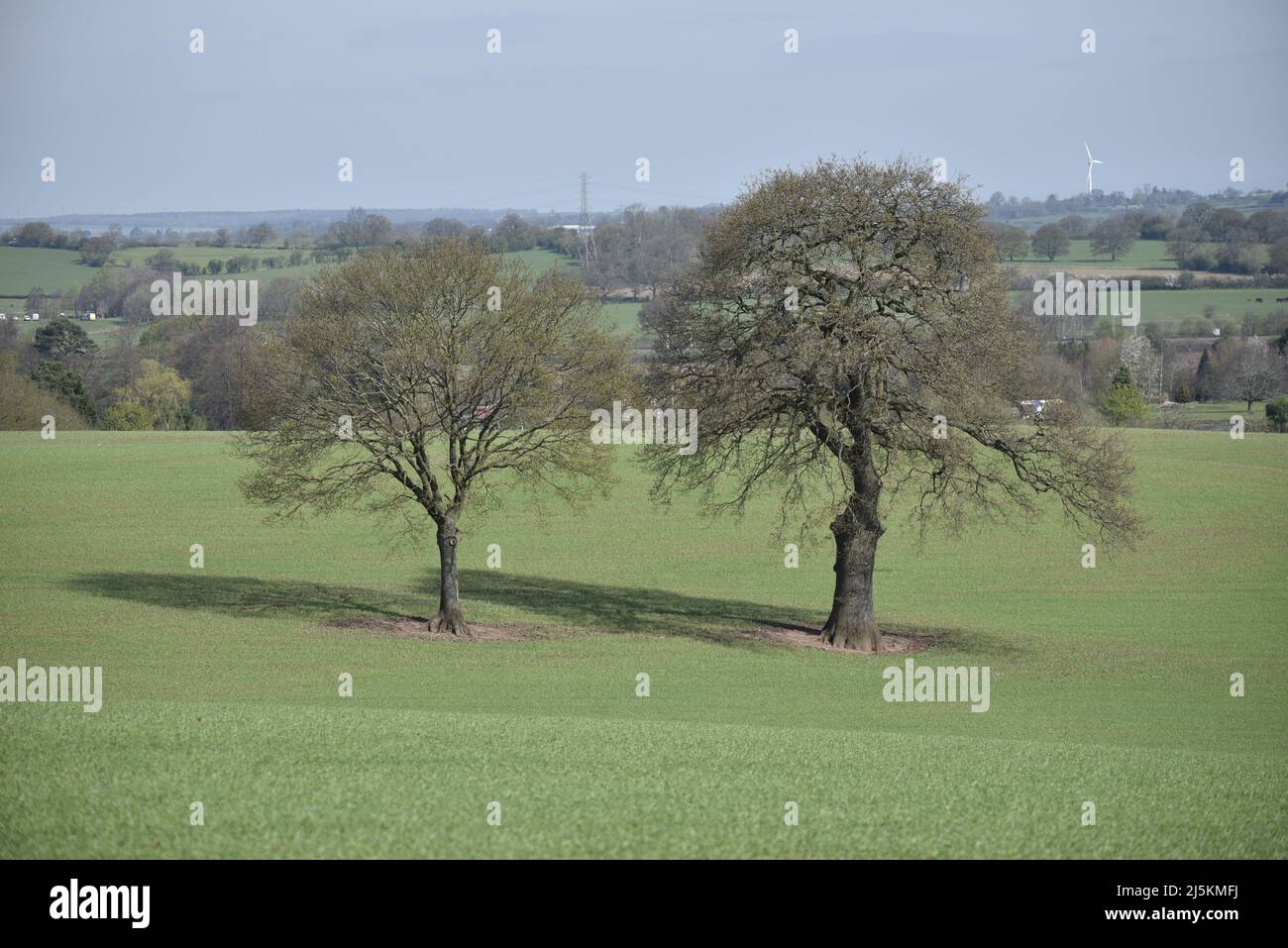 Image of Two Trees Side by Side on Farmland in Staffordshire, UK in ...