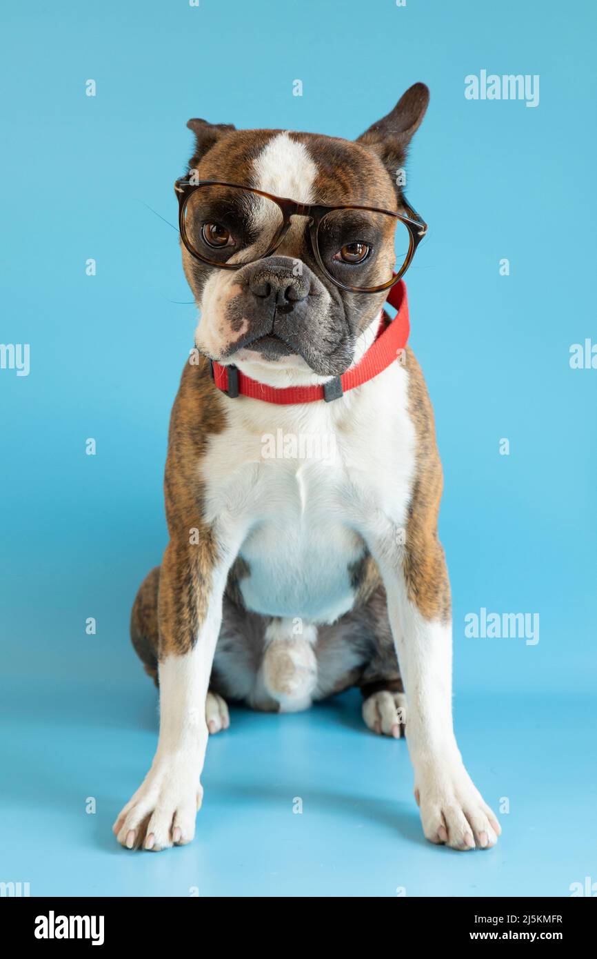 Funny boston terrier hi-res stock photography and images - Alamy