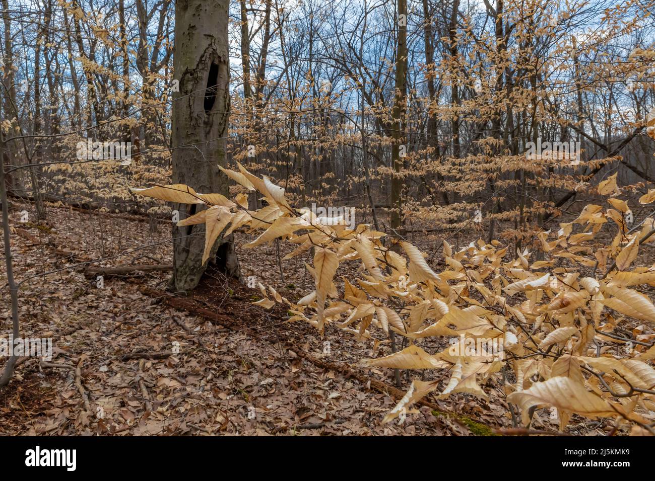 American Beech, Fagus grandifolia, leaves exhibiting marcescence in Ott ...
