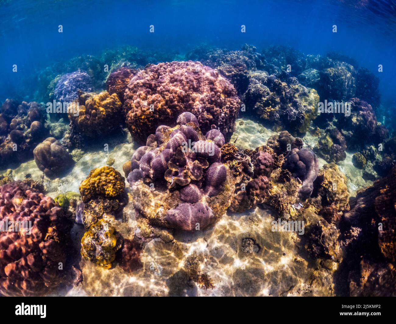 Underwater shoot of vivid coral reef with a fishes Stock Photo - Alamy