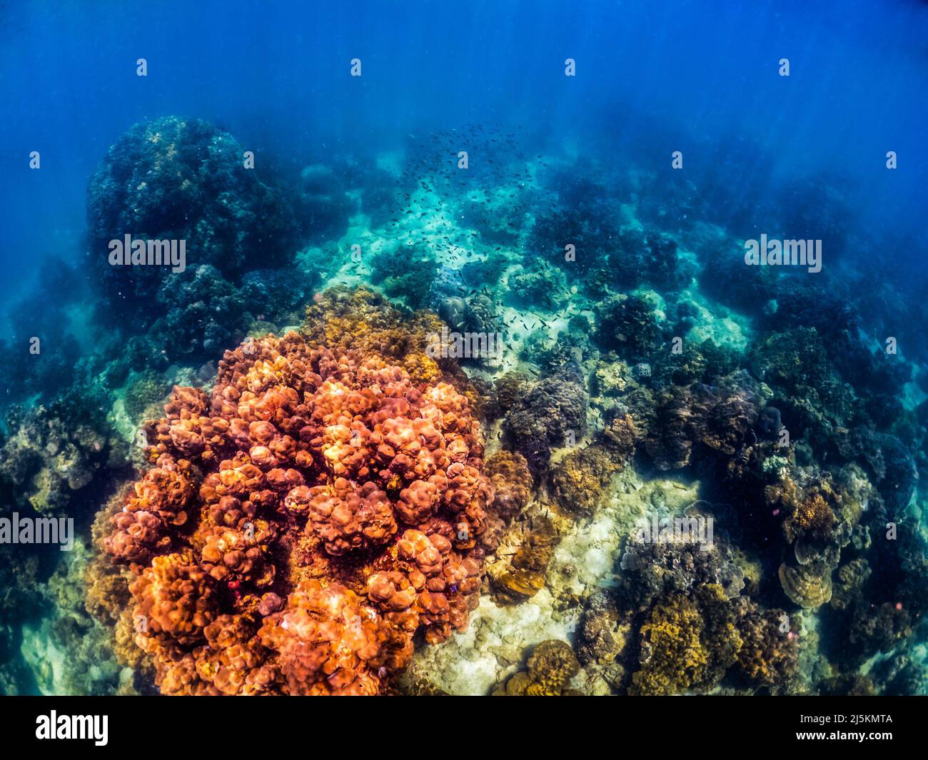 Underwater shoot of vivid coral reef with a fishes Stock Photo - Alamy