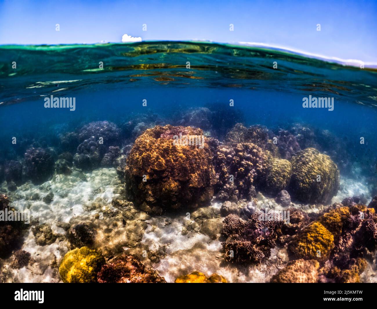Underwater shoot of vivid coral reef with a fishes Stock Photo - Alamy