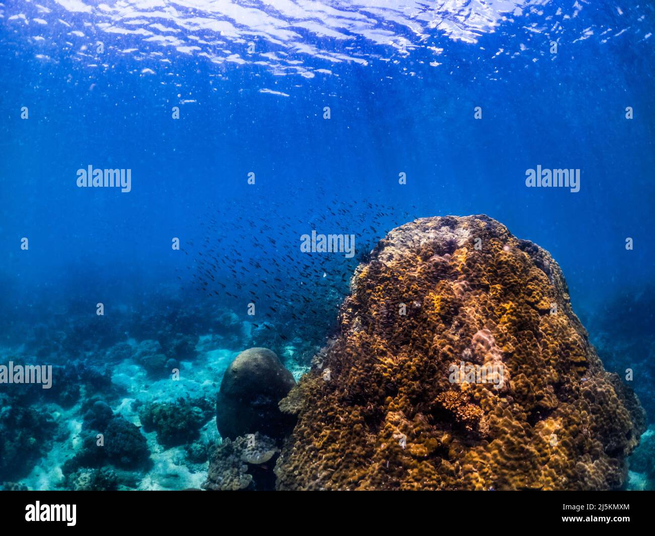 Underwater shoot of vivid coral reef with a fishes Stock Photo - Alamy