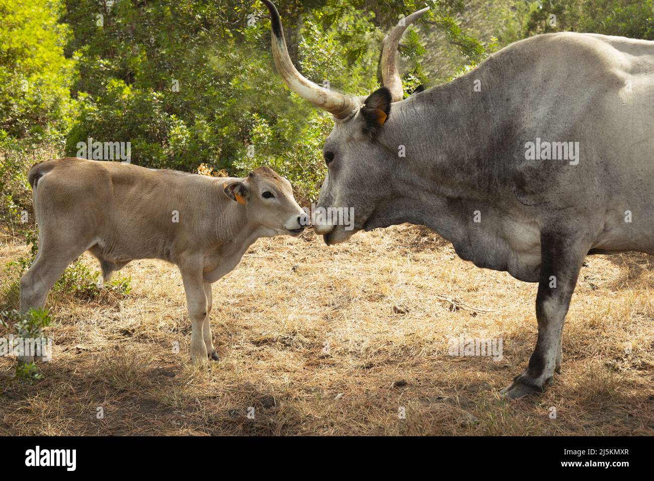 Calf of maremma hi-res stock photography and images - Alamy