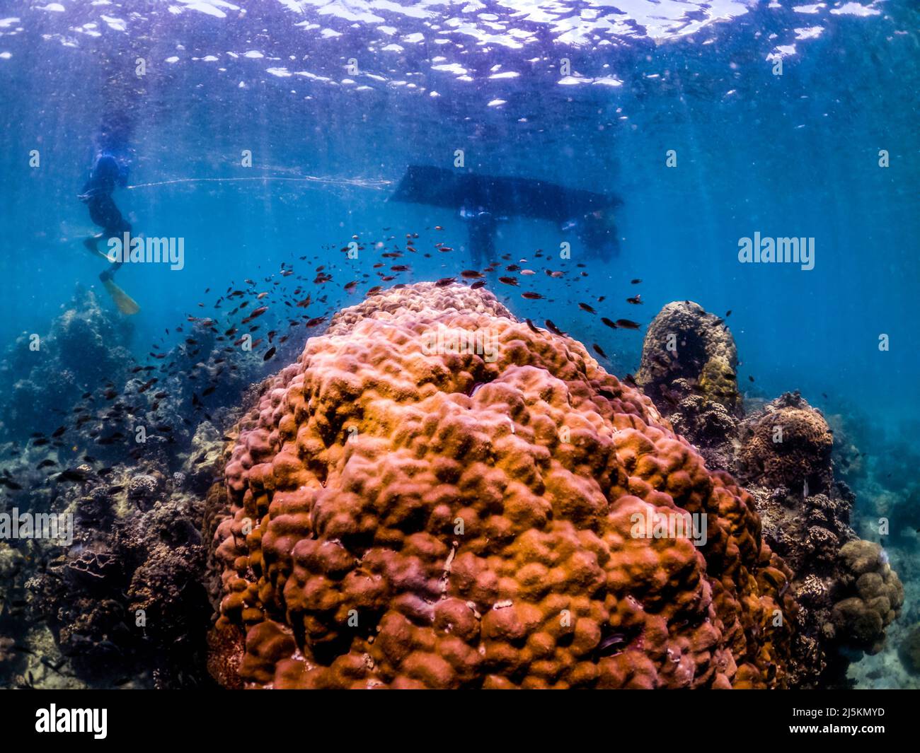 Underwater shoot of vivid coral reef with a fishes Stock Photo - Alamy