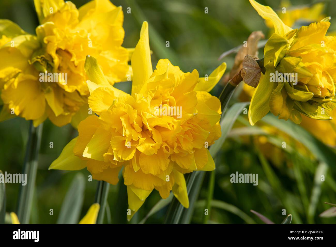 Daffodils in the forest hi-res stock photography and images - Alamy