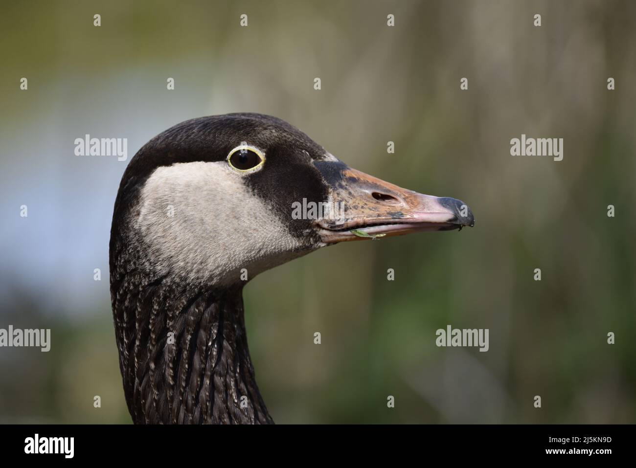 Canada greylag goose hybrid hi-res stock photography and images - Alamy