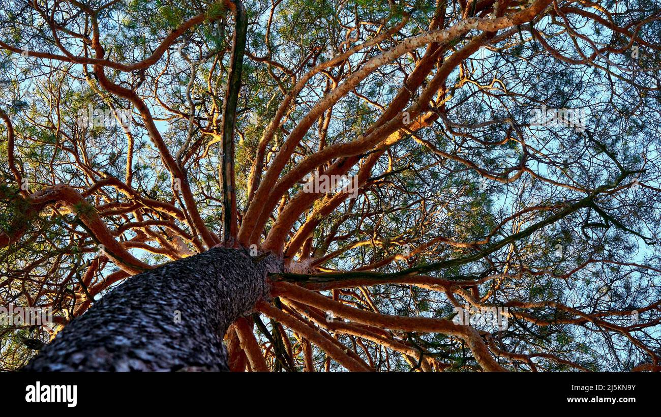 Bottom view of a large copper pine tree with green needles Stock Photo ...