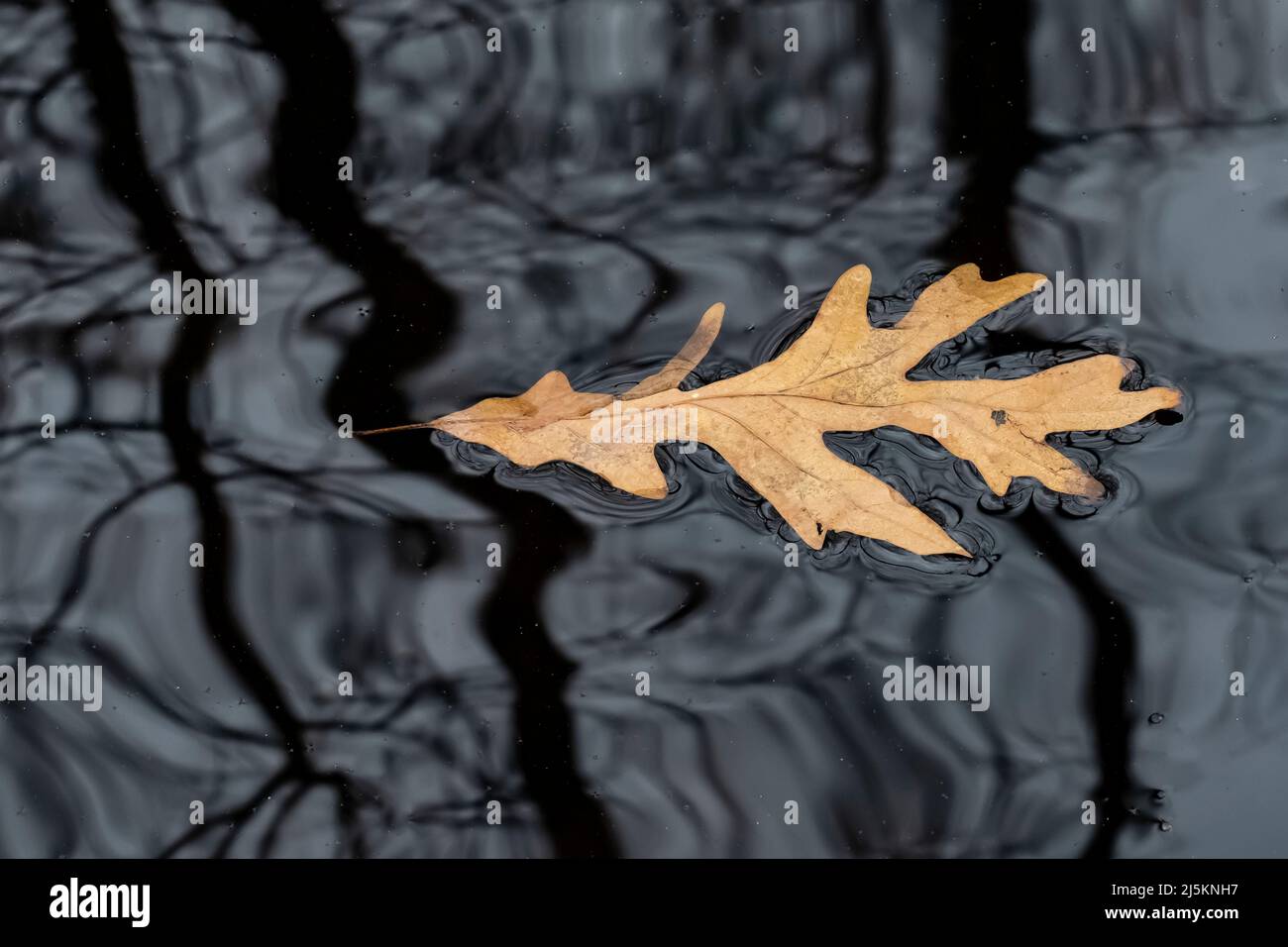 White Oak, Quercus alba, leaf on Beaver pond with tree reflections in ...