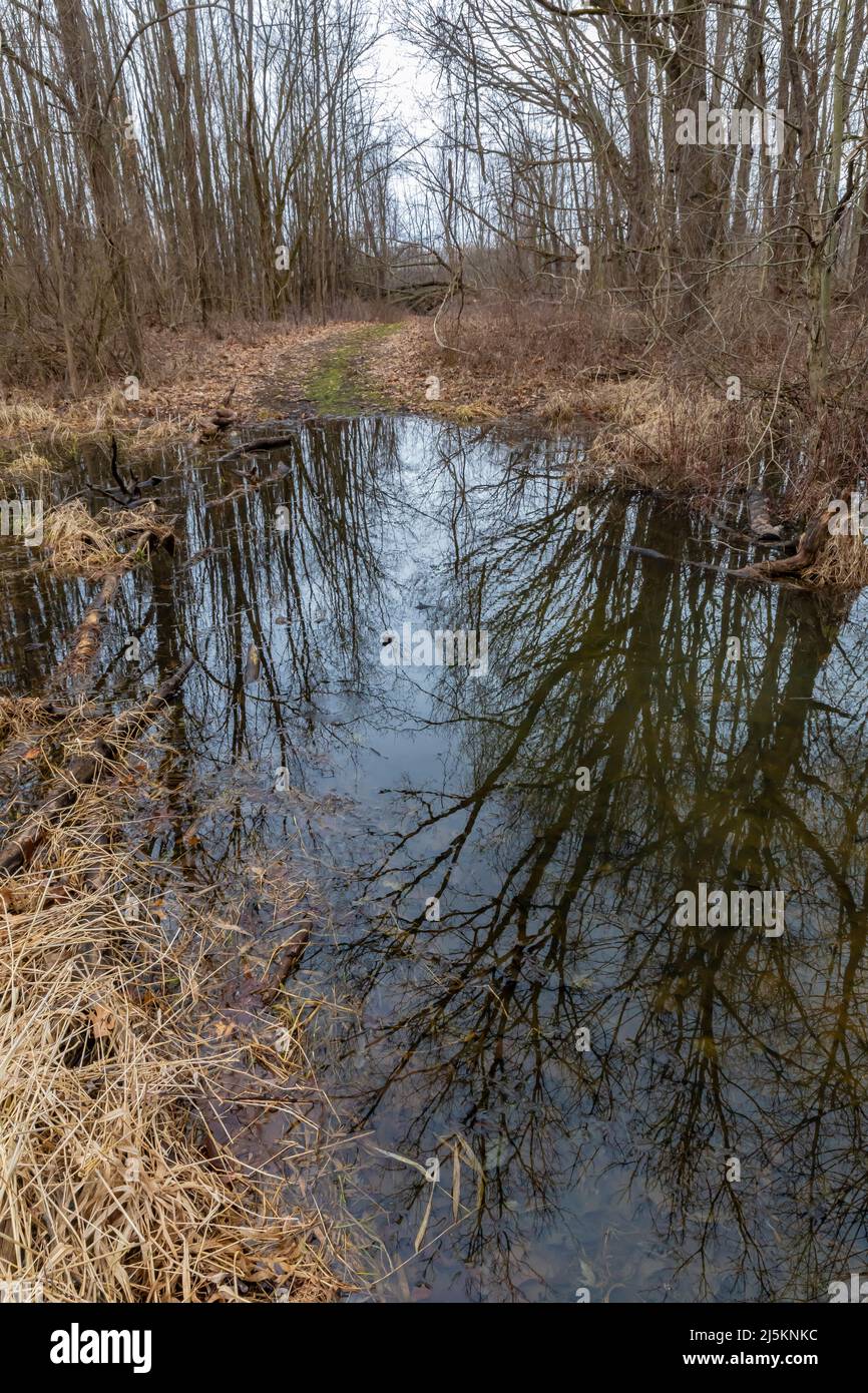 A North American Beaver, Castor canadensis, dam backs up water from a ...