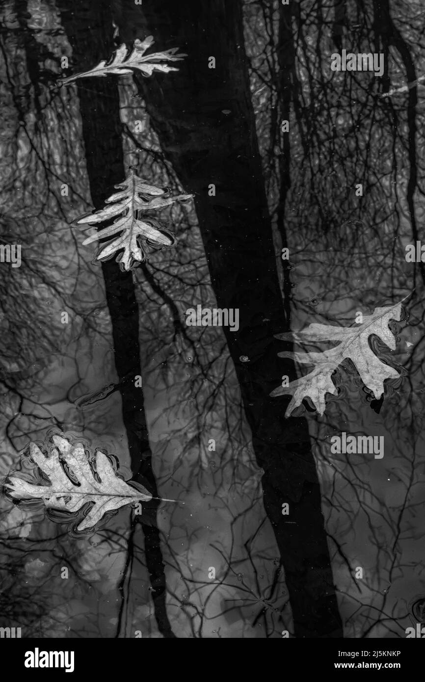 Reflections of White Oak leaves and trees on a Beaver Pond in Woodland ...