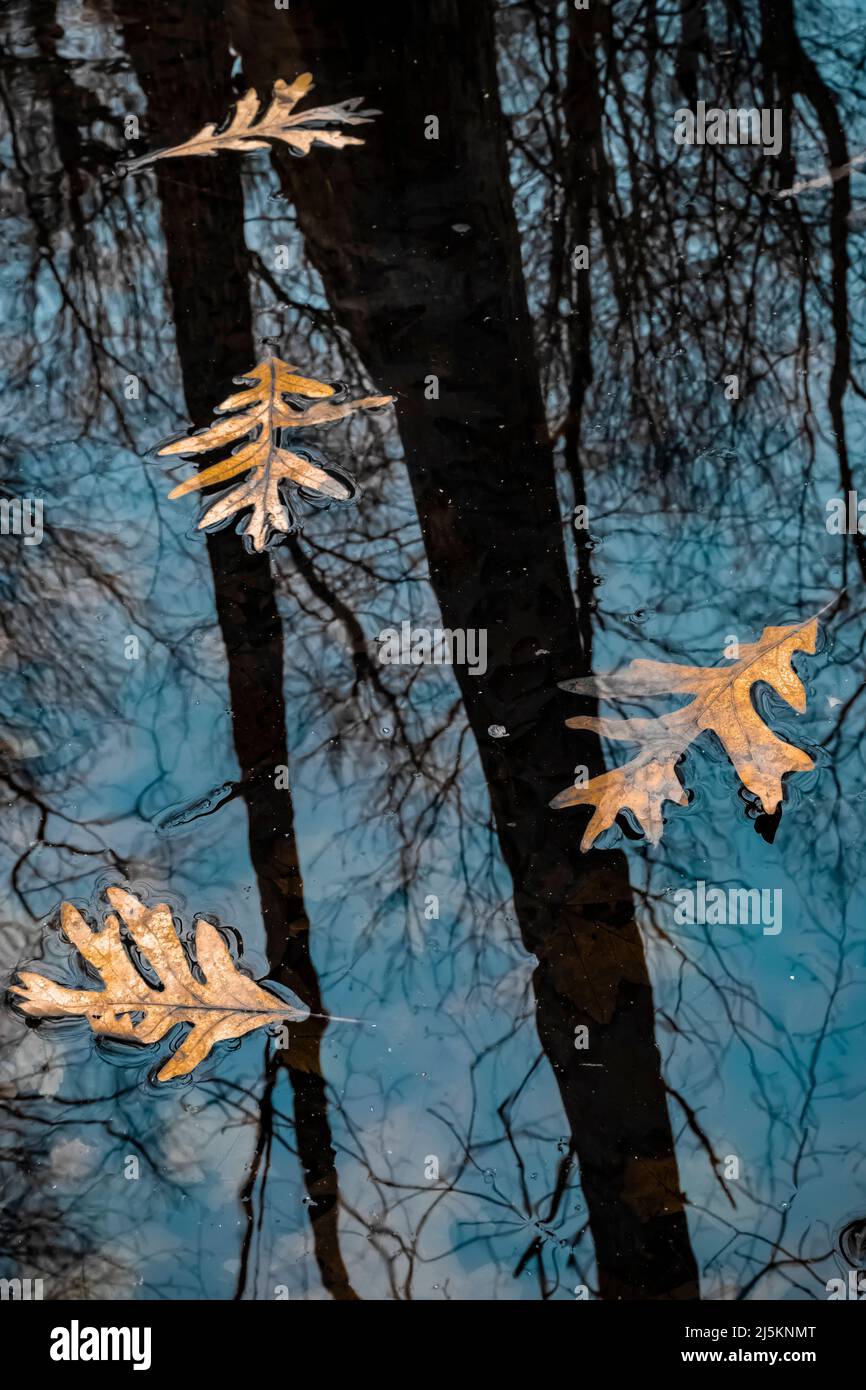 Reflections of White Oak leaves and trees on a Beaver Pond in Woodland ...