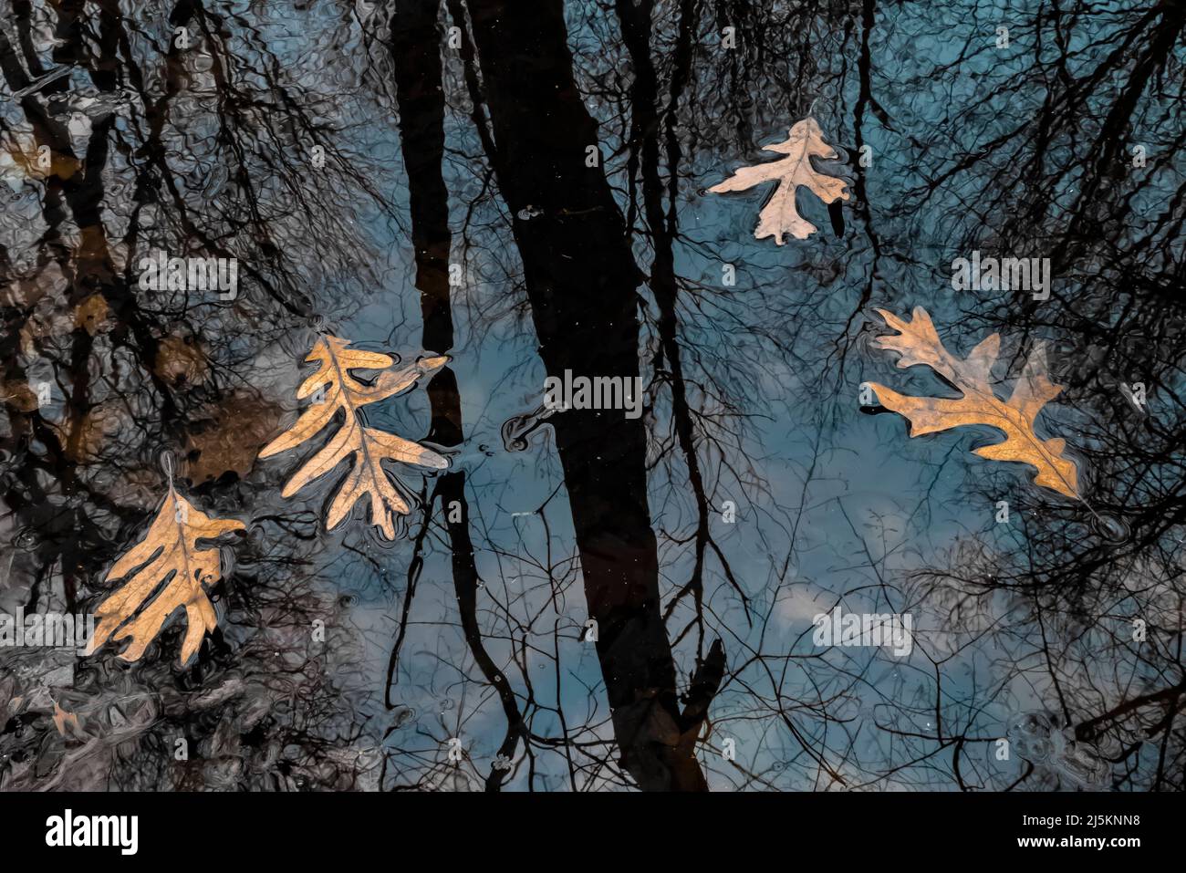 Reflections of White Oak leaves and trees on a Beaver Pond in Woodland ...