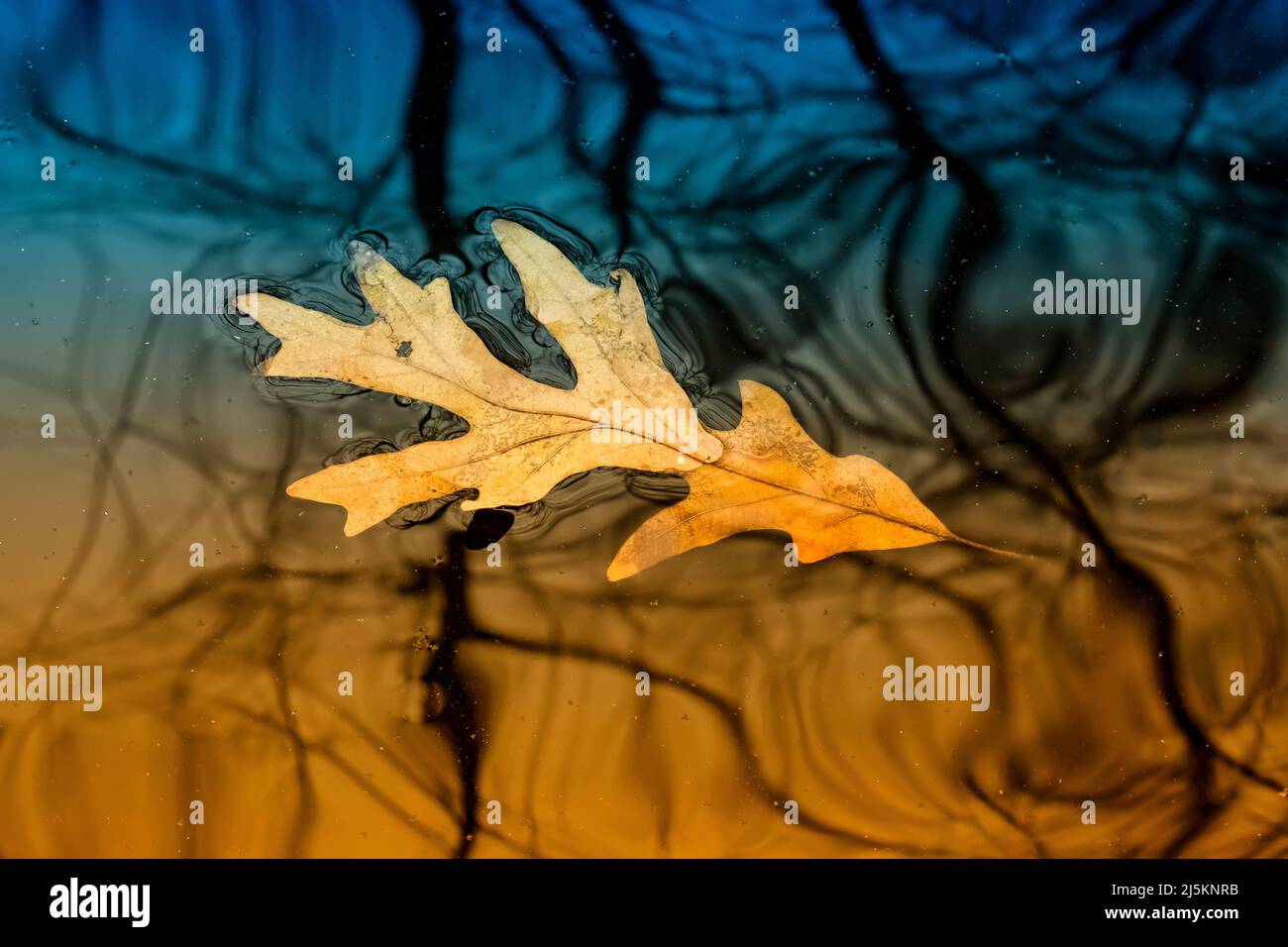 White Oak, Quercus alba, leaf on Beaver pond with tree reflections in ...