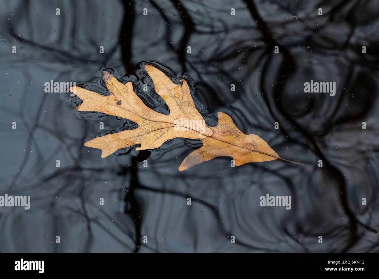 White Oak, Quercus alba, leaf on Beaver pond with tree reflections in ...