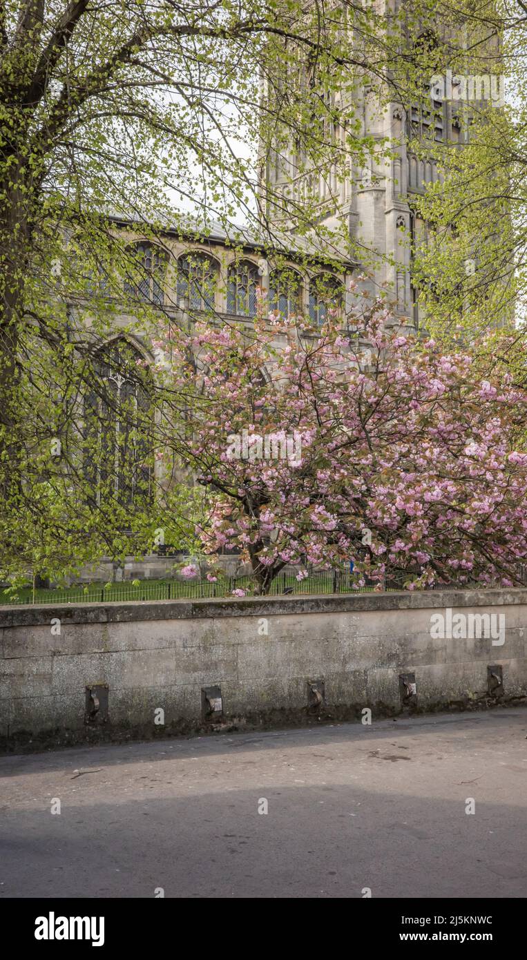 Norwich, Norfolk, UK – April 24 2022. Trees in colourful blossom in ...