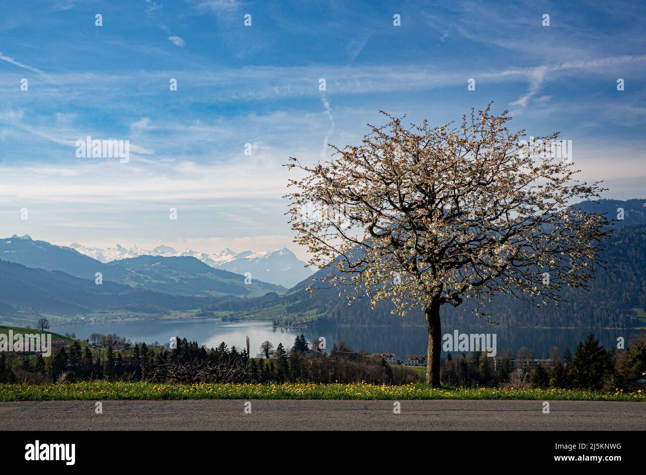 A cherry tree blossoms with Aegerisee and the Alps in the background ...