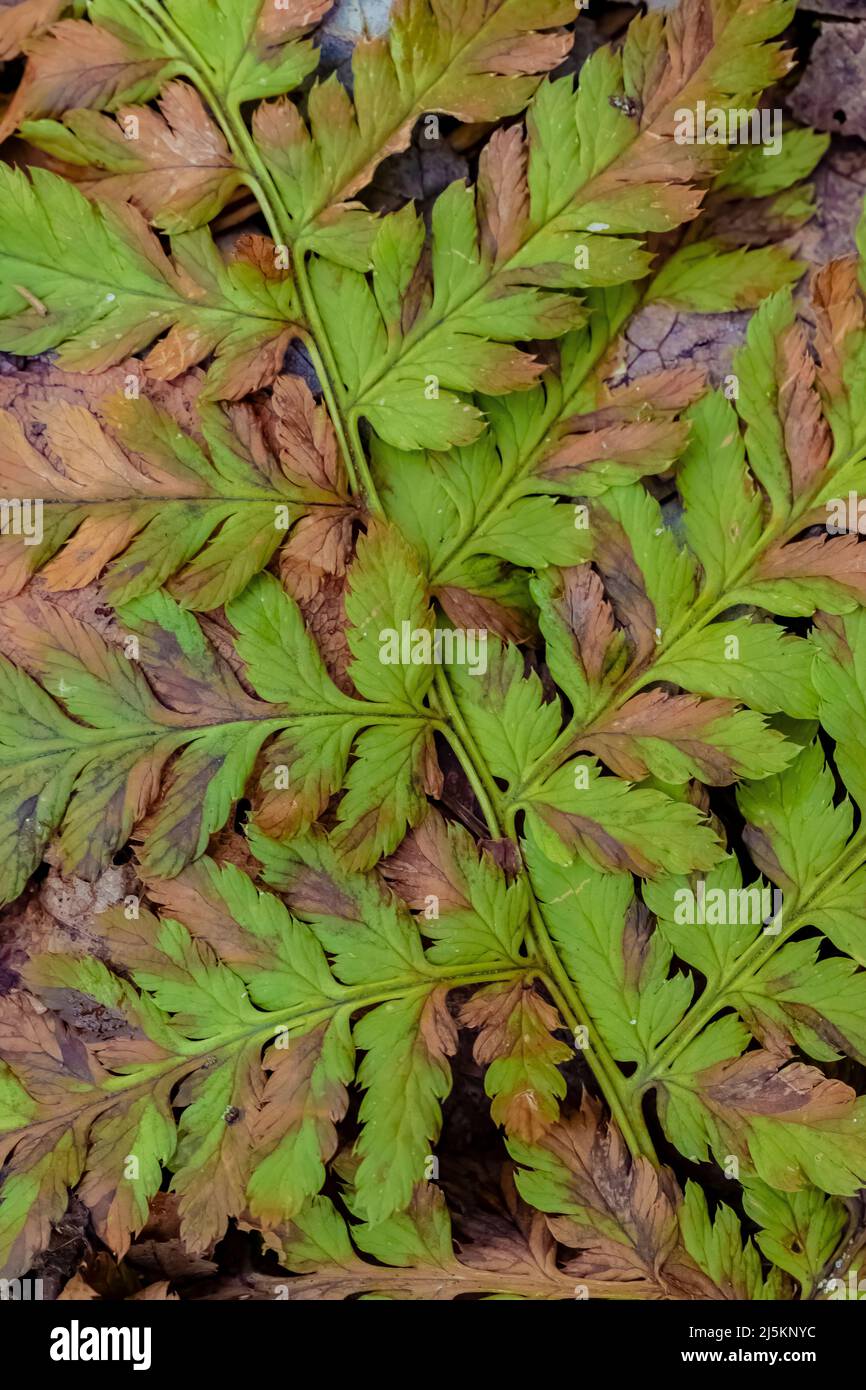 Native evergreen fern, species not ID'd, with live and dead tissue ...