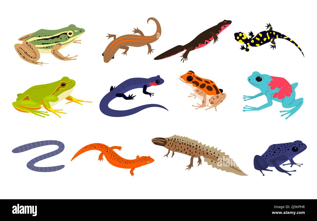 Tropical amphibian. Different frogs and lizards breed, toad and ...