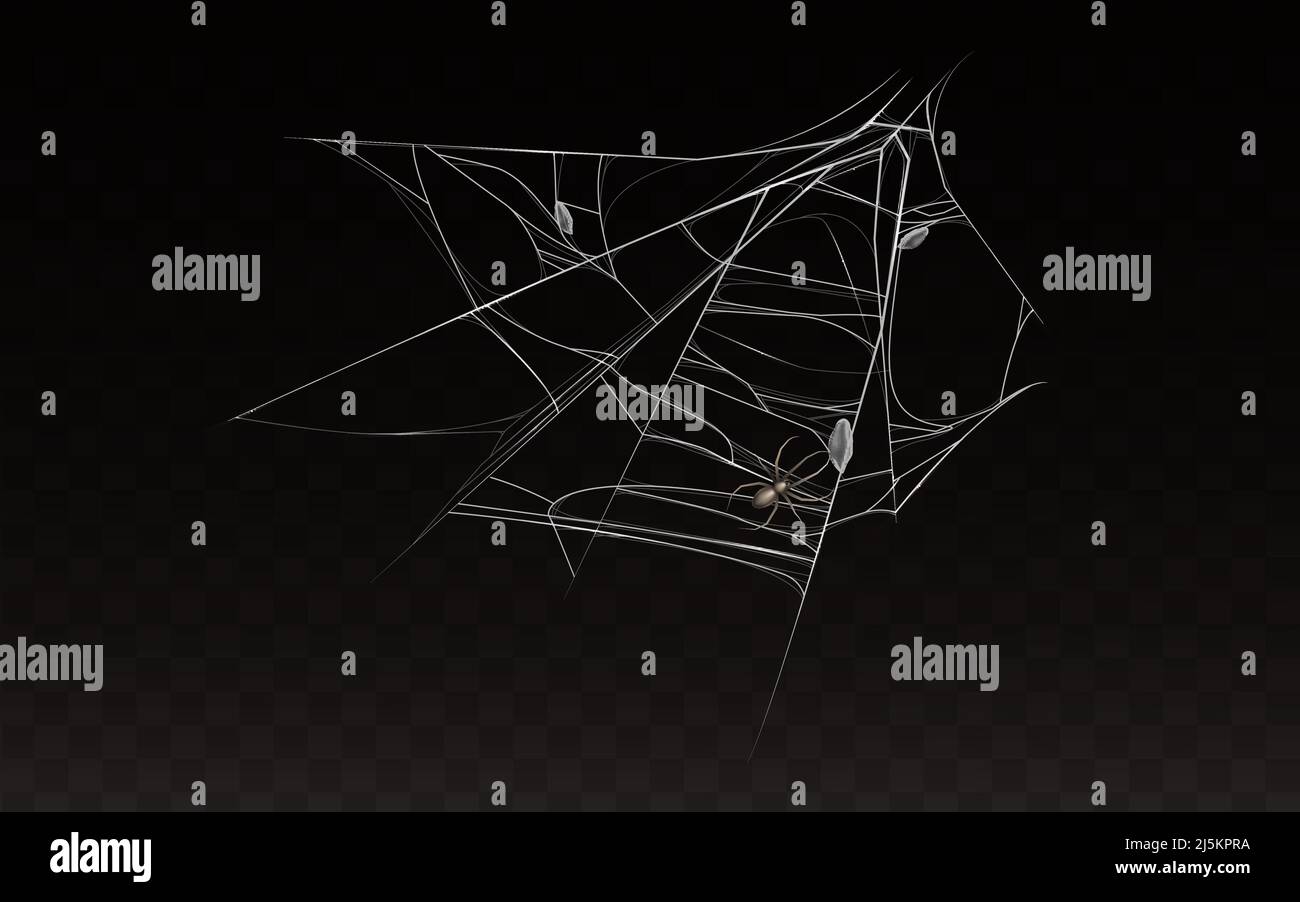 Vector collection of realistic cobweb with spider on it. Web with ...