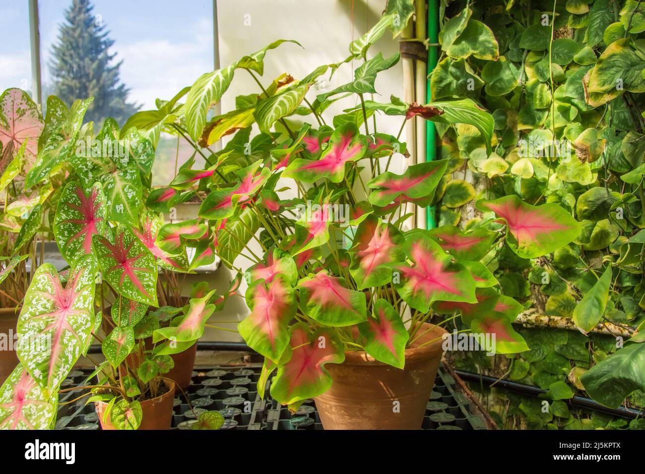 Caladium plant in pot hi-res stock photography and images - Alamy