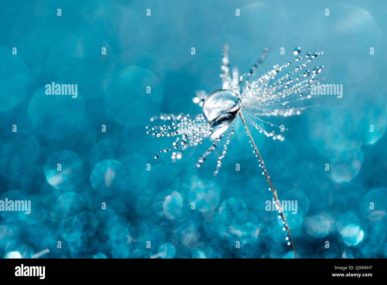 Beautiful dew drops on dandelion seed macro. Beautiful soft blue ...